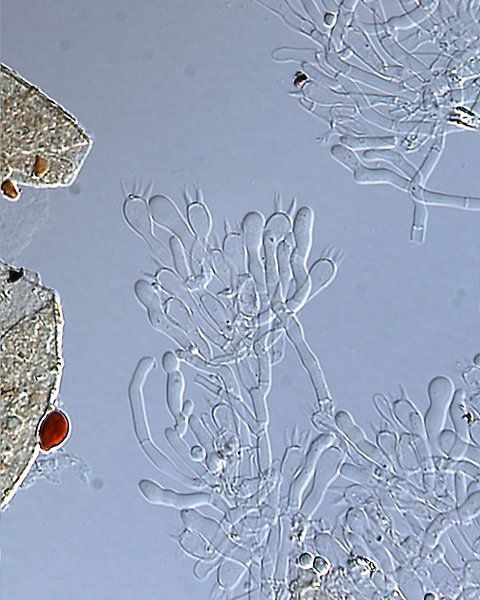 New ‘Shy’ Fungus Found in Old-Growth Forest Reveals Hidden Biodiversity ...