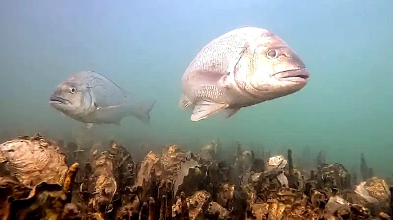 Invasive Pacific Oysters Are Boosting Biodiversity in South Australia's ...